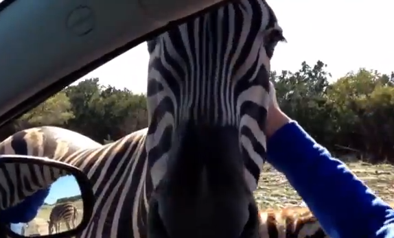 Watch: Video Compilation of Animals Stealing Food